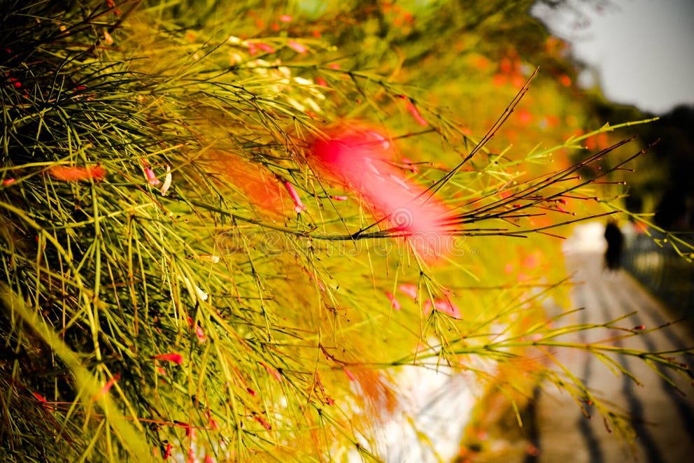 Red Colored Fire Cracker Plant in Focus Stock Photo - Image of bloom ...