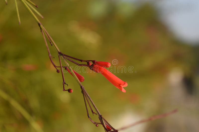 Red Colored Fire Cracker Plant in Focus Stock Image - Image of ...