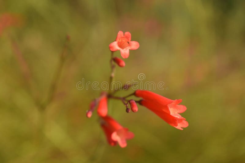 Red Colored Fire Cracker Plant in Focus Stock Photo - Image of flower ...