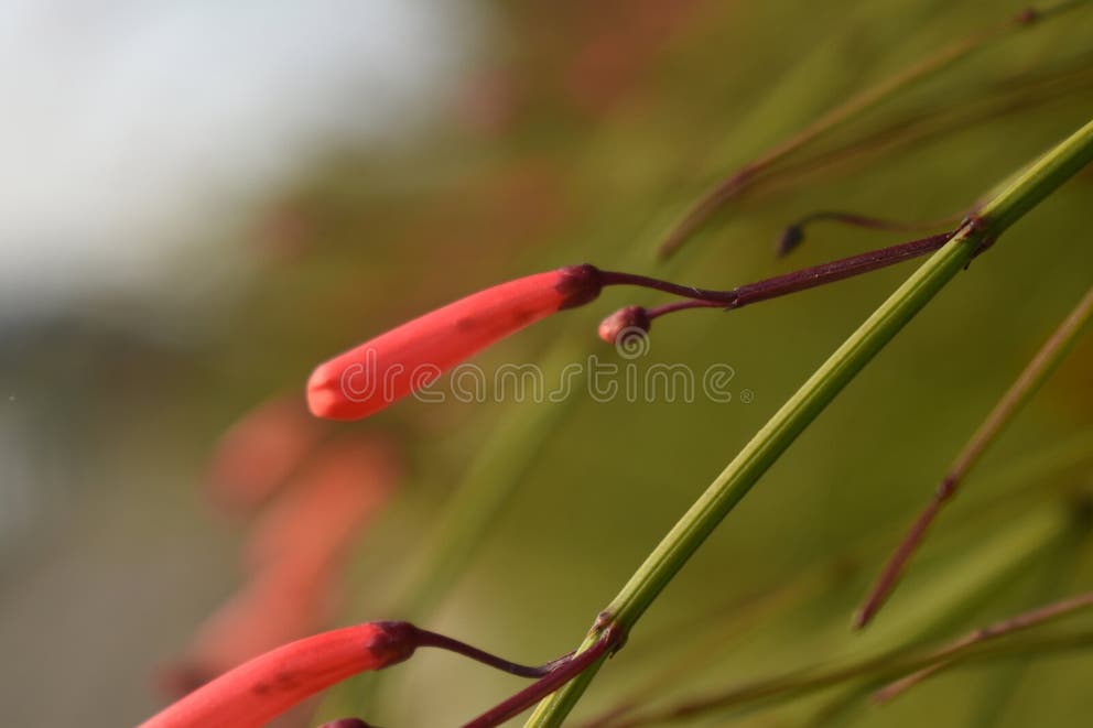 Red Colored Fire Cracker Plant in Focus Stock Image - Image of seasonal ...