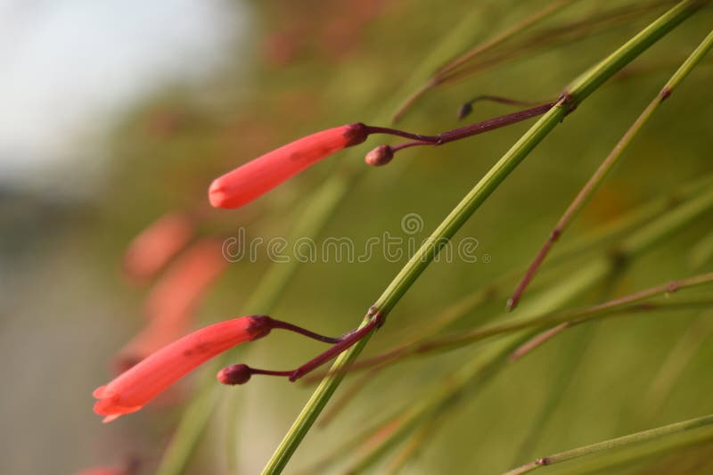 Red Colored Fire Cracker Plant in Focus Stock Image - Image of blossom ...