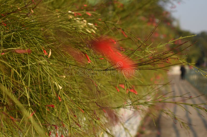 Red Colored Fire Cracker Plant in Focus Stock Image - Image of macro ...