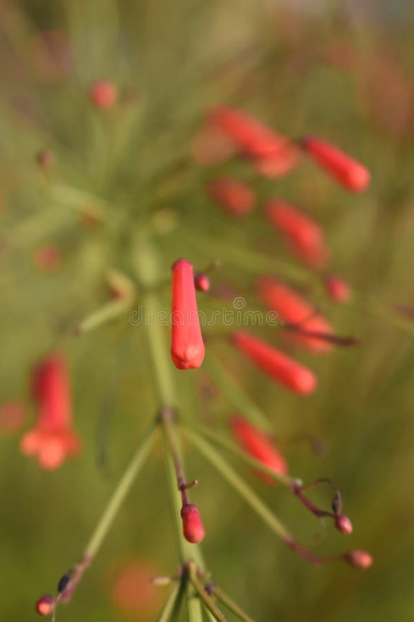 Red Colored Fire Cracker Plant in Focus Stock Image - Image of ...
