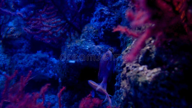 Red Colored Fish Swim Near Red Corals Stock Image - Image of beautiful ...