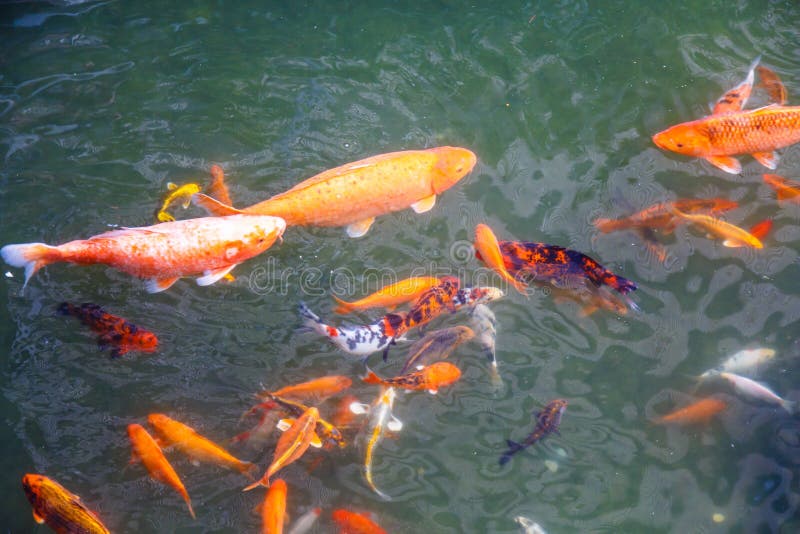 Red Colored Fish Swim in the Pond in the Green Water Stock Photo ...