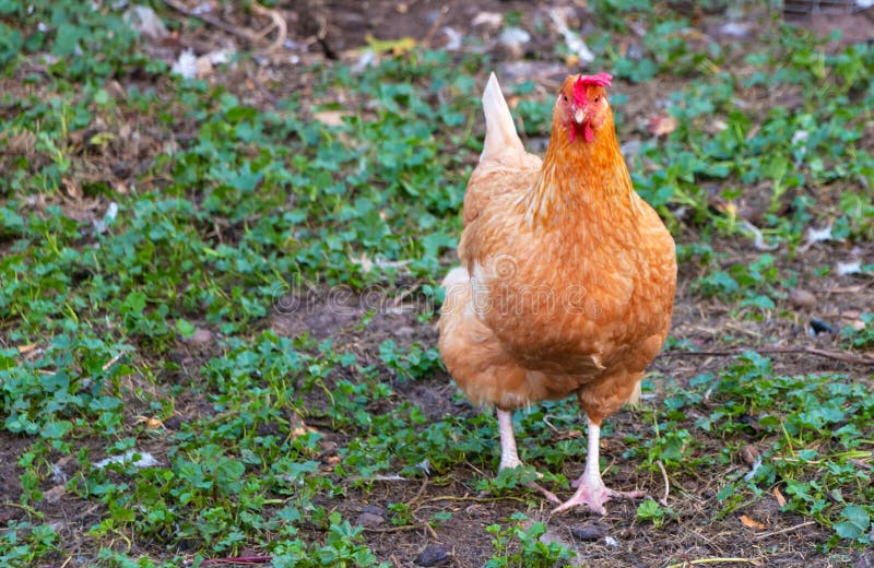 Red Colored Hen Walks in the Yard of a Bird Farm Outdoors Stock Image ...