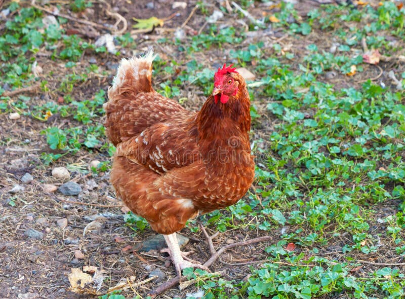Red Colored Hen Walks in the Yard of a Bird Farm Outdoors Stock Image ...