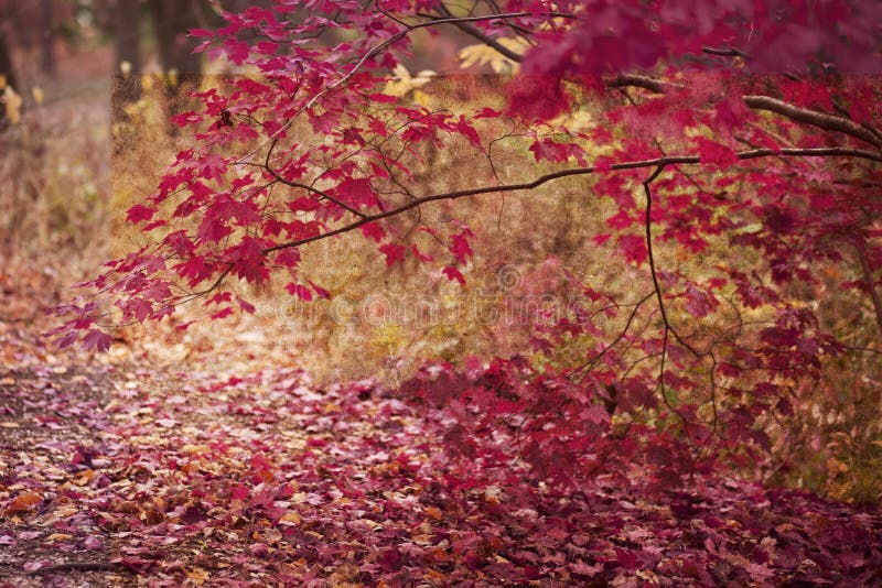 Red Colored Leaves on Tree and Ground. Stock Image - Image of forest ...