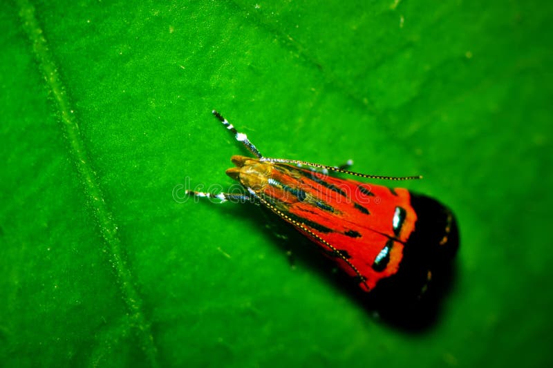 A Red Colored Moth on a Green Leaf. Stock Photo - Image of depth ...