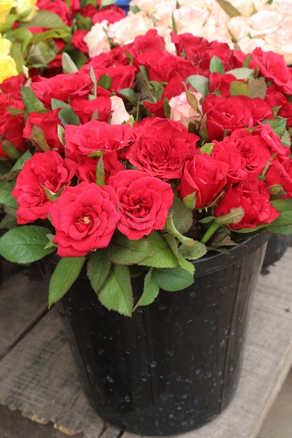 Red colored rose on farm stock photo. Image of flowery - 339614374