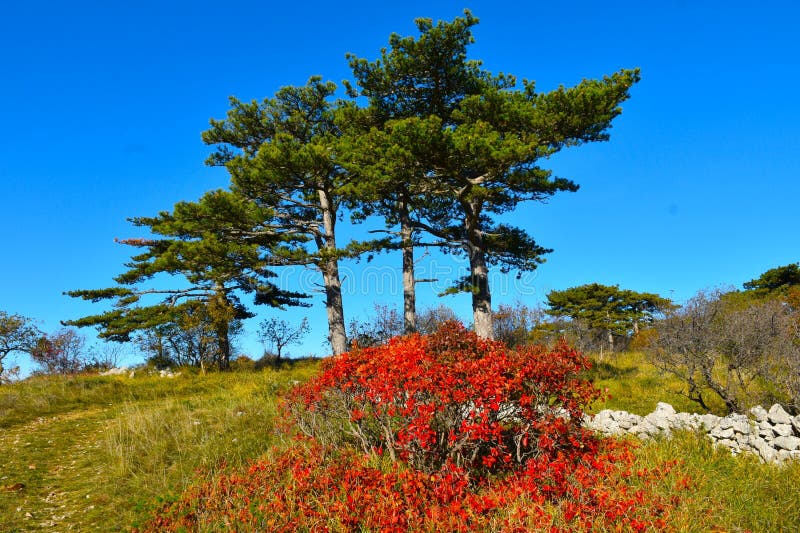 Red Colored Smoke Tree (Cotinus Coggygria) Stock Image - Image of ...