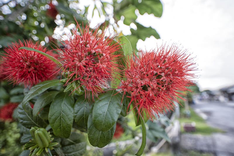 Red Colored Spiky Combretum Constrictum Flower. Stock Photo - Image of ...
