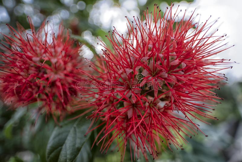 Red Colored Spiky Combretum Constrictum Flower. Stock Photo - Image of ...