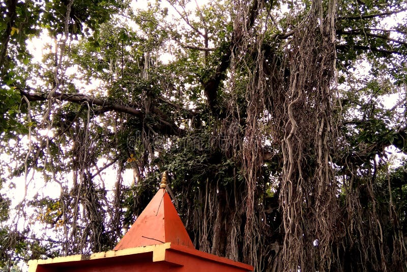 Red Colored Temple Built Under Banyan Tree , Indian Goddess Temple ...