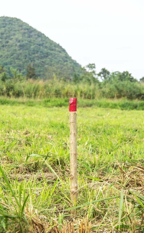 Red Colored Wooden Pole for the Setting Out of a Field Survey Stock ...
