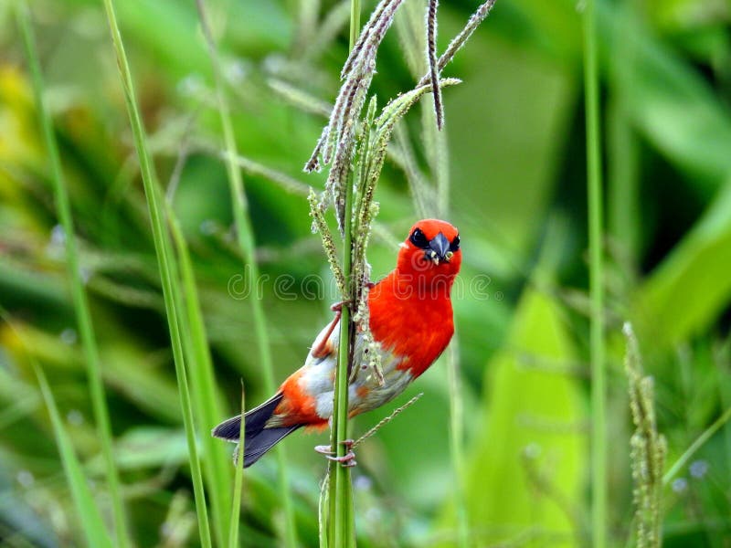 Red Colorful Cardinal in Mauritius Stock Photo - Image of mauritius ...