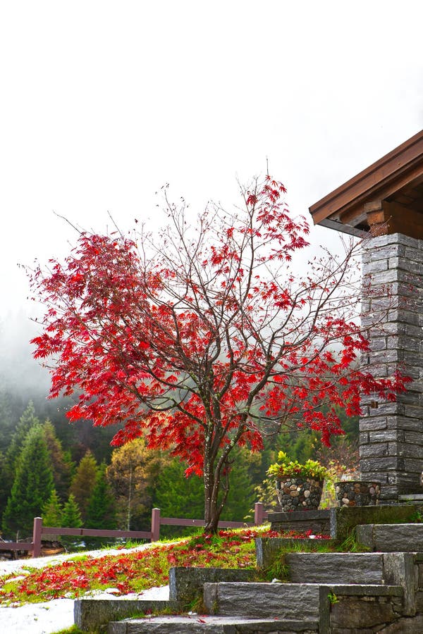 Autumn Temple in Japan stock image. Image of asian, forest - 69725777