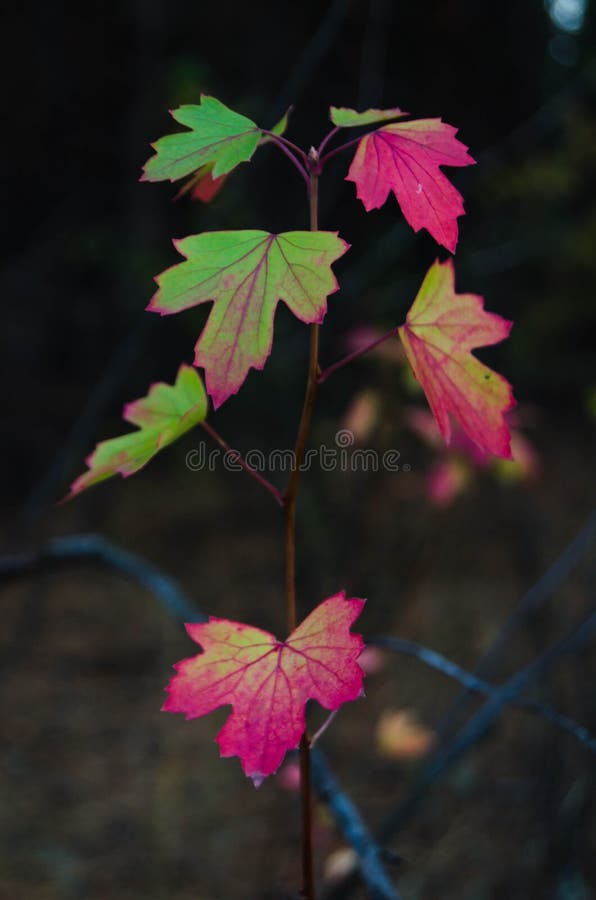 Red colors of autumn stock photo. Image of foliage, leaf - 60282830