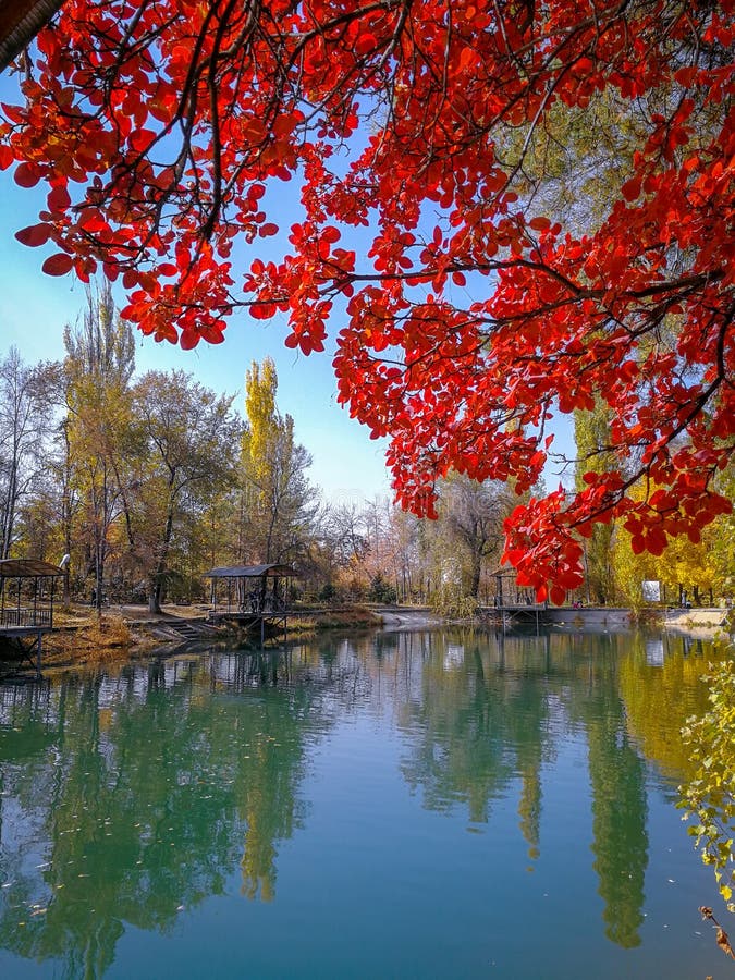 Red colors of gold autumn stock photo. Image of plant - 199591790