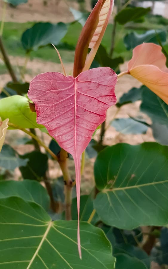 Red Colour Ficus Tree Leaf Image, Nature Stock Photo Stock Photo ...