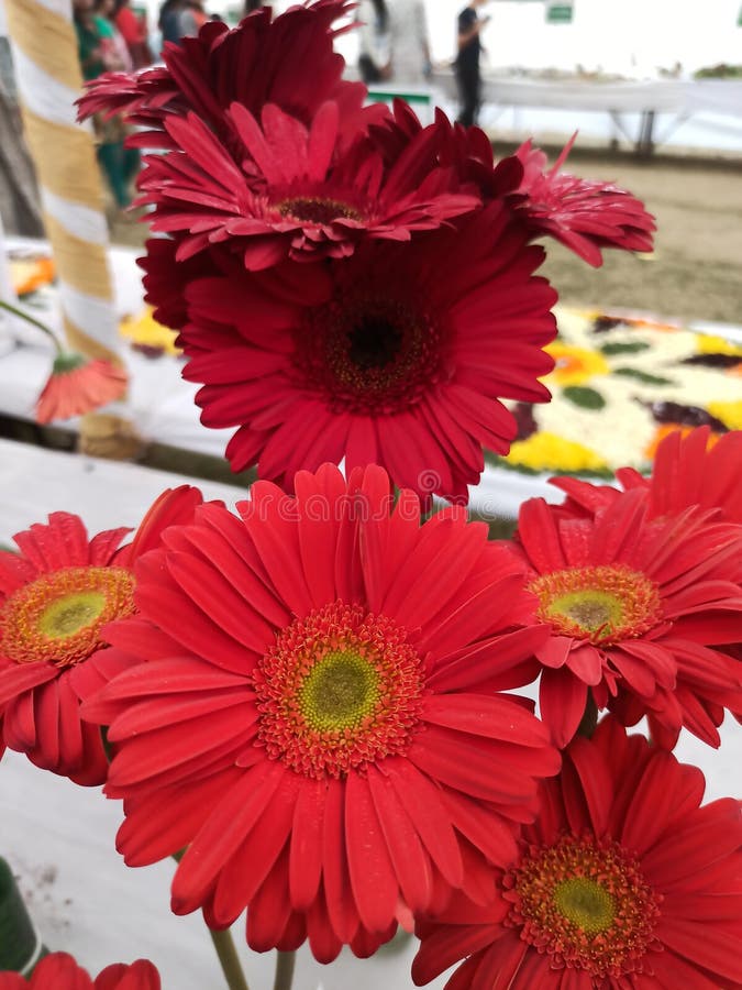 Red Colour Flowers Background Stock Image - Image of yellow, rose ...