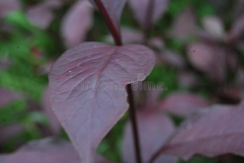 Red colour leaf stock image. Image of pink, wildflower - 258593447