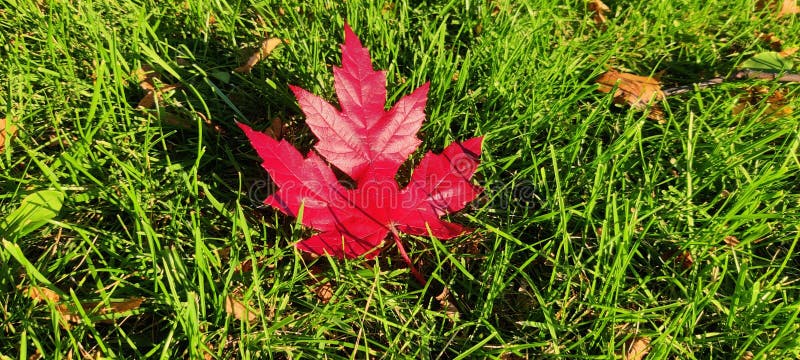 Red colour maple leave stock photo. Image of soil, tree - 233428038