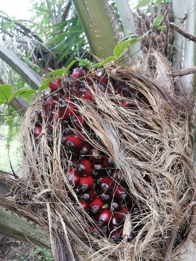 Red colour oil palm stock photo. Image of palam, colour - 184449012