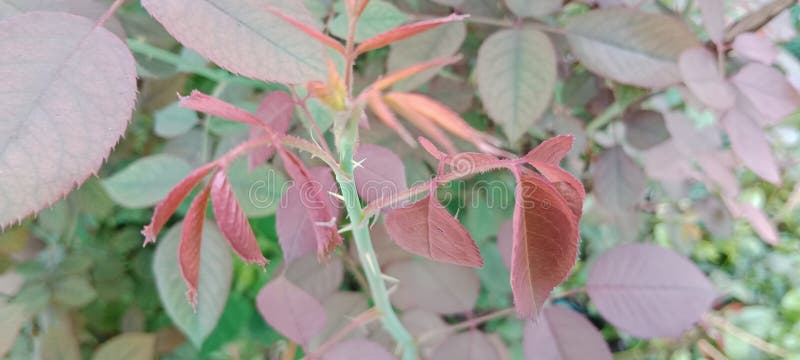 Red colour Rose leaves. stock photo. Image of plant - 258358262