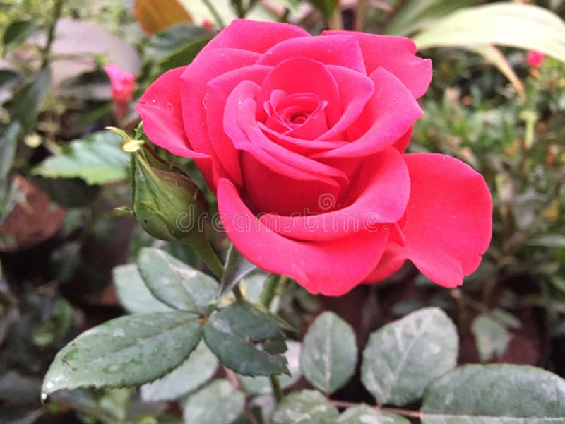 Red Colour Rose Photography Stock Image - Image of floral, flora: 243651373