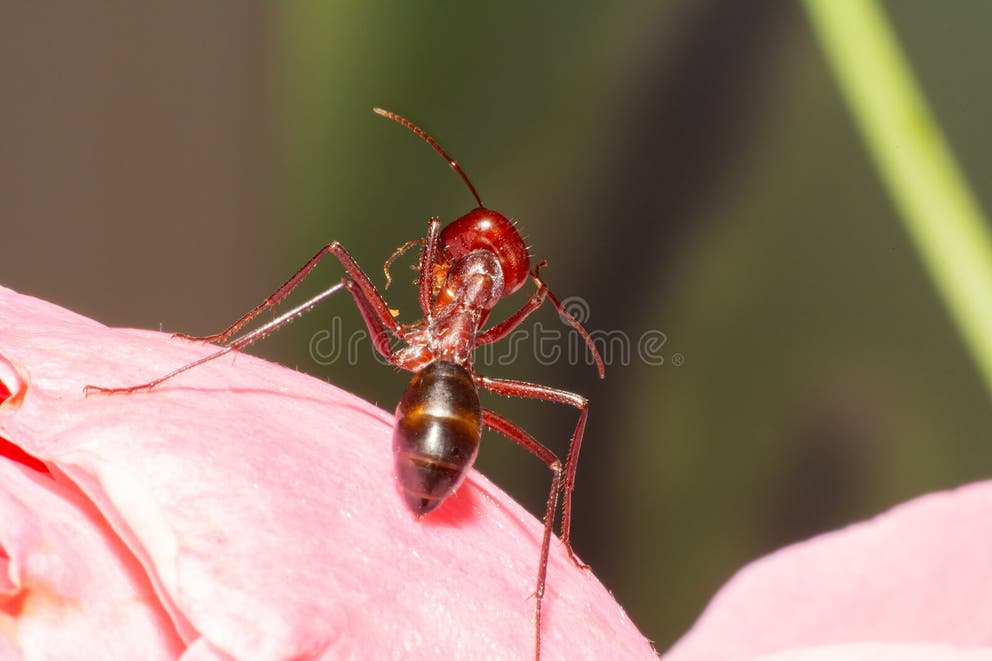 Red Coloured Ant on Pink Flower Stock Image - Image of insect, detail ...