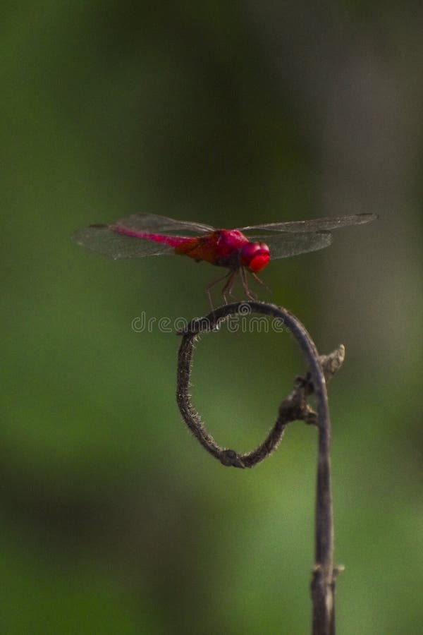 Red Coloured Dragonfly Portrait Stock Image - Image of helicopter ...