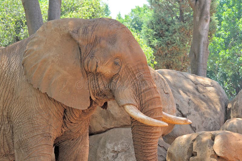 Red coloured Elephant stock photo. Image of threatened - 45725866
