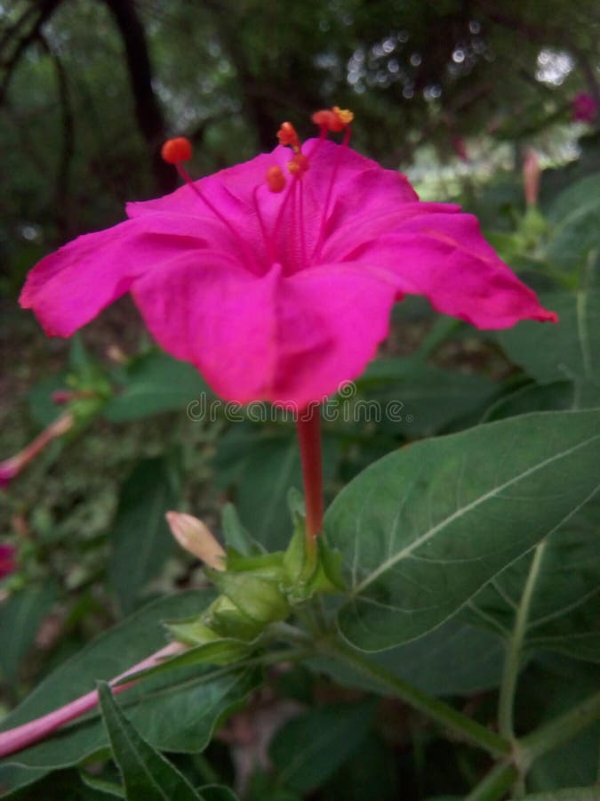 Red coloured Flower stock image. Image of leaf, rose - 194950015