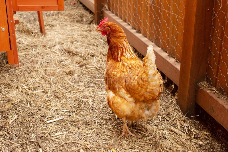 Red Coloured Hen in a Small Chicken Pen Stock Image - Image of ...