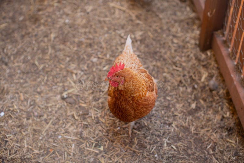 Red Coloured Hen in a Small Chicken Pen Stock Image - Image of poultry ...