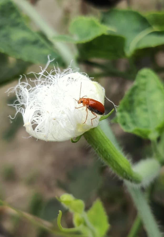 Red Coloured Insect Sat on White Flower in Morning. Stock Photo - Image ...