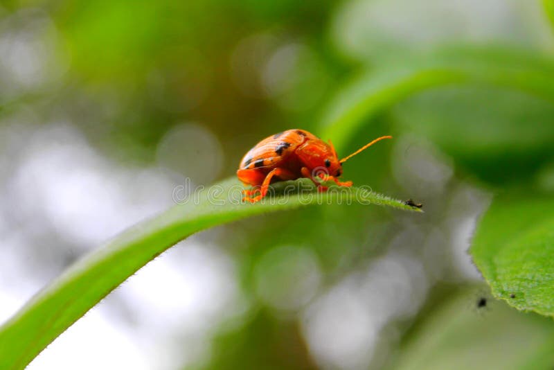 RED COLOURED INSECTS on LEAF Stock Image - Image of white, insects ...