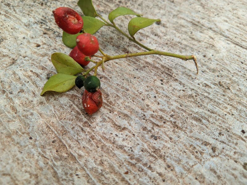 Red-coloured Kingkit Orange Fruit (Triphasia Trifolia) on Cement Floor ...