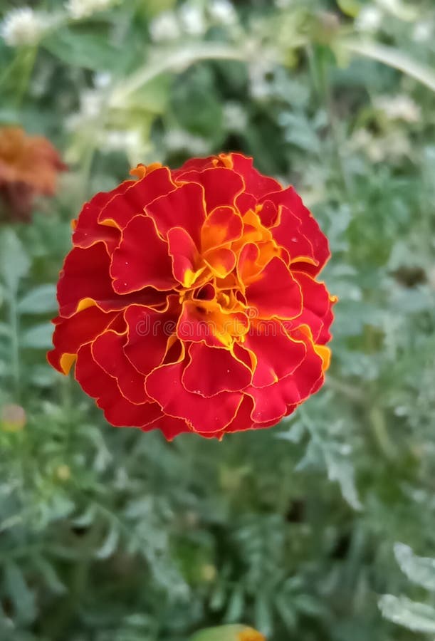 Red Coloured Marigold Flower Exposed during Morning. Stock Image ...