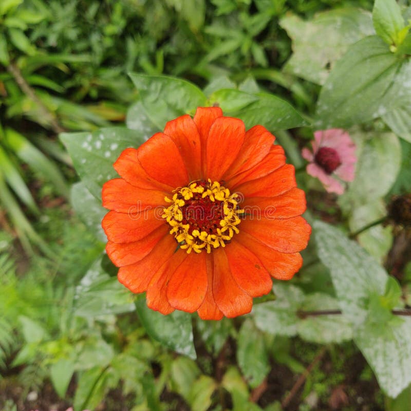 Red Coloured Monsoon Beauty of Cold Region Stock Image - Image of ...