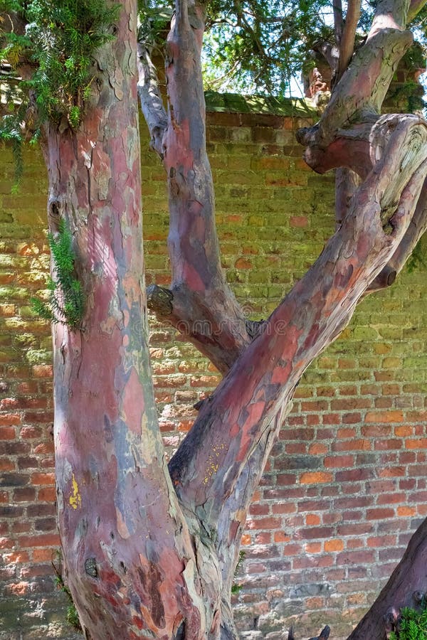 A Red Coloured Tree Trunk, Forty Hall, Uk Stock Image - Image of ...