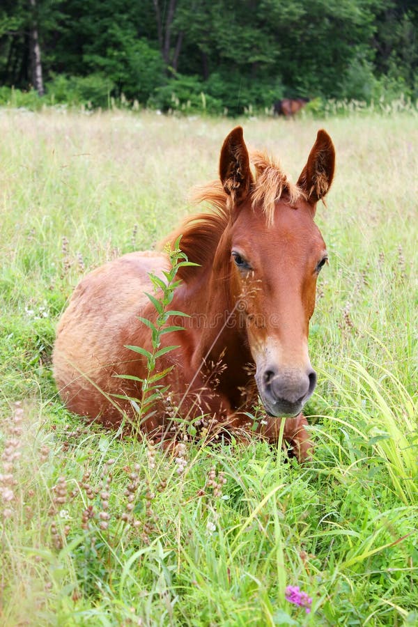 Red colt stock image. Image of yearling, life, museau - 20855501