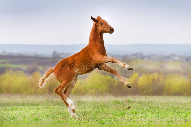 Red colt fun stock photo. Image of meadow, field, grass - 69831880