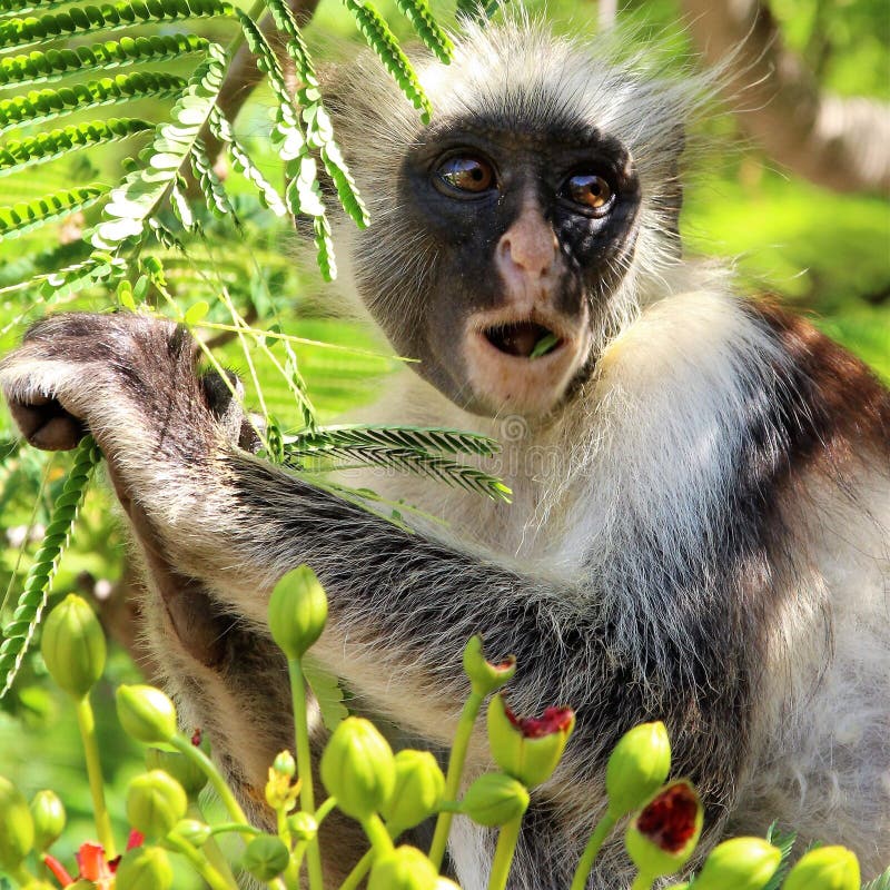Red Colubus Monkey at Jozani Forest Zanzibar Stock Image - Image of ... Red Colubus Monkey at Jozani Forest Zanzibar Stock Image - Image of ...