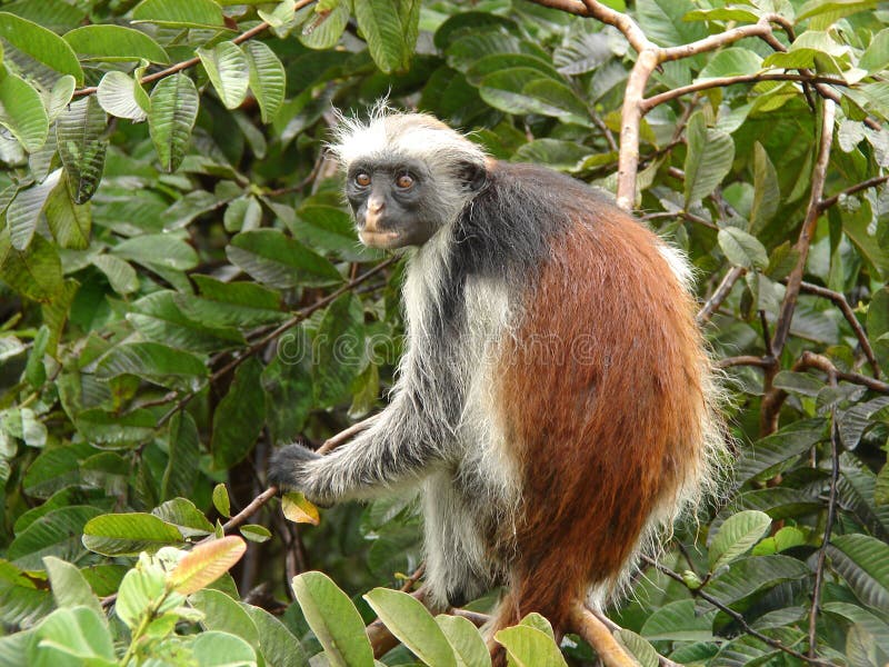 Red colubus monkeys stock photo. Image of africa, colobus - 4676736