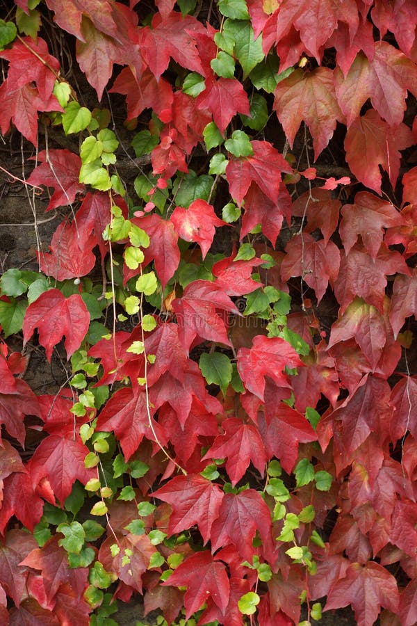 Red Colured Maple Leaves and Green Ivy Stock Photo - Image of bright ...