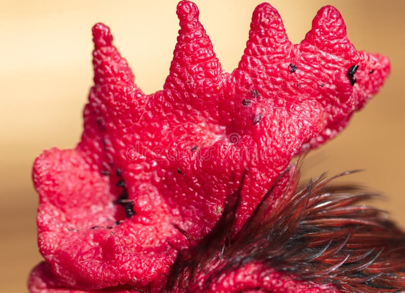 Red Comb from the Cock. Macro Stock Image - Image of portrait ...
