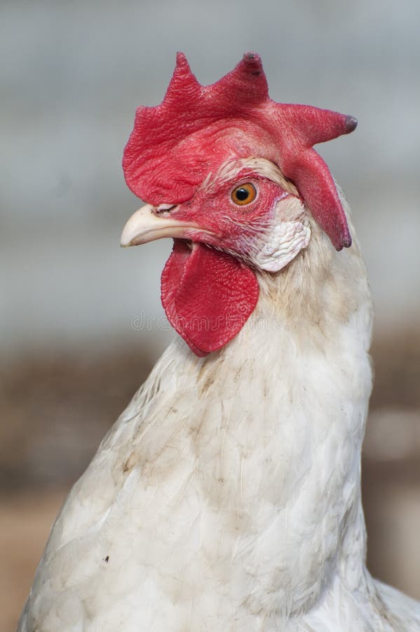 Red comb domestic chicken stock image. Image of domestic - 17276287