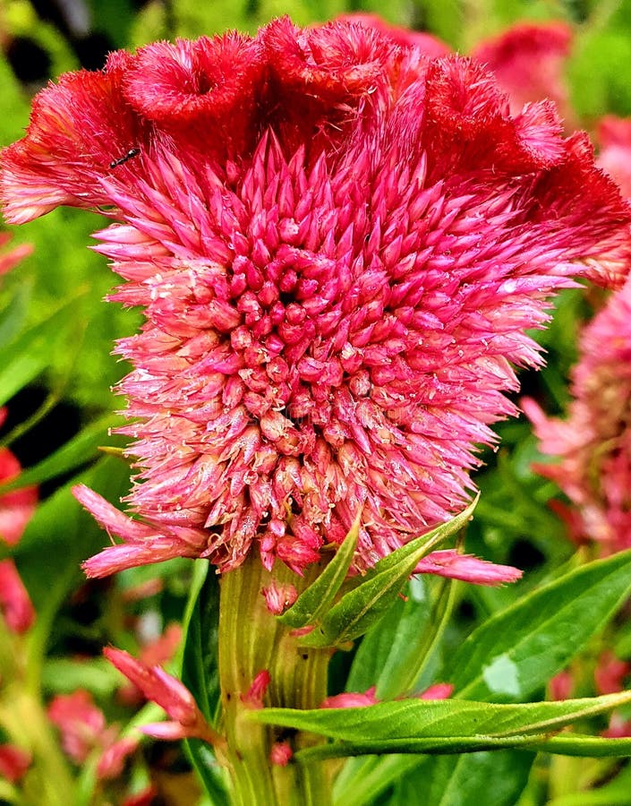 Red Comb Flower in the Garden Stock Image - Image of flower, comb ...
